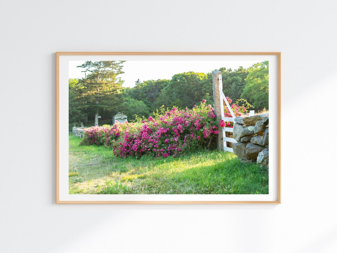 Pink Roses Photography Print: Chilmark Stone Wall Art, Martha's ...