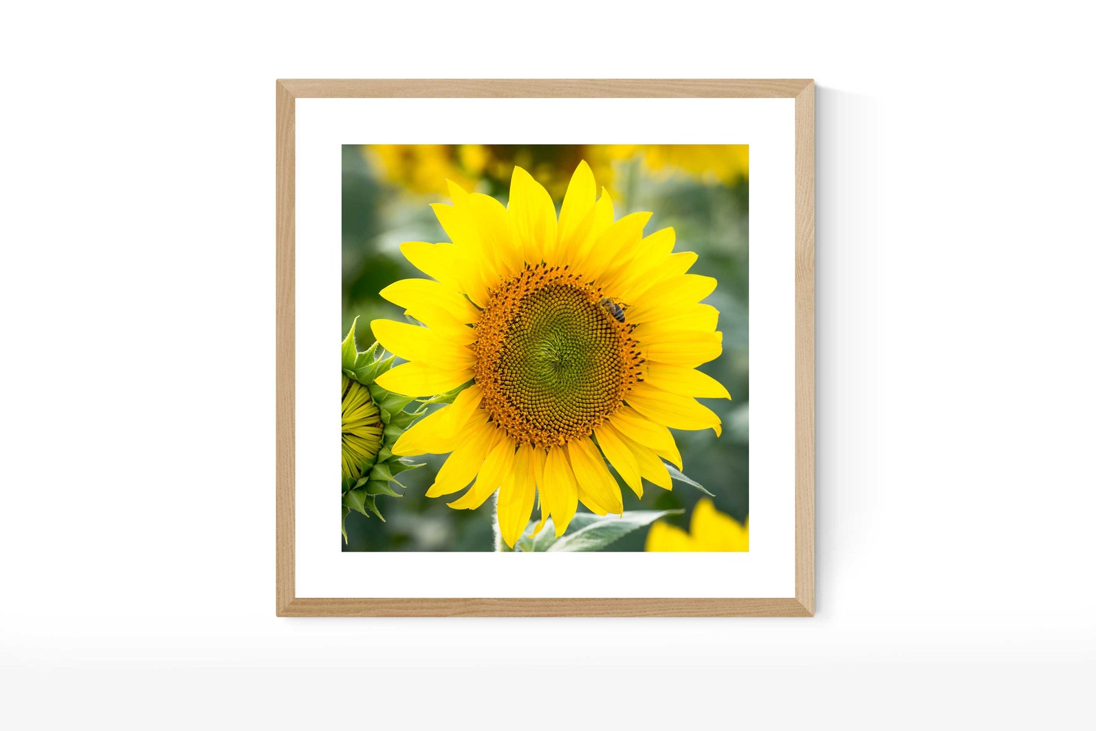 Square Sunflower Photo Print Nature Photo Flower Yellow - Etsy