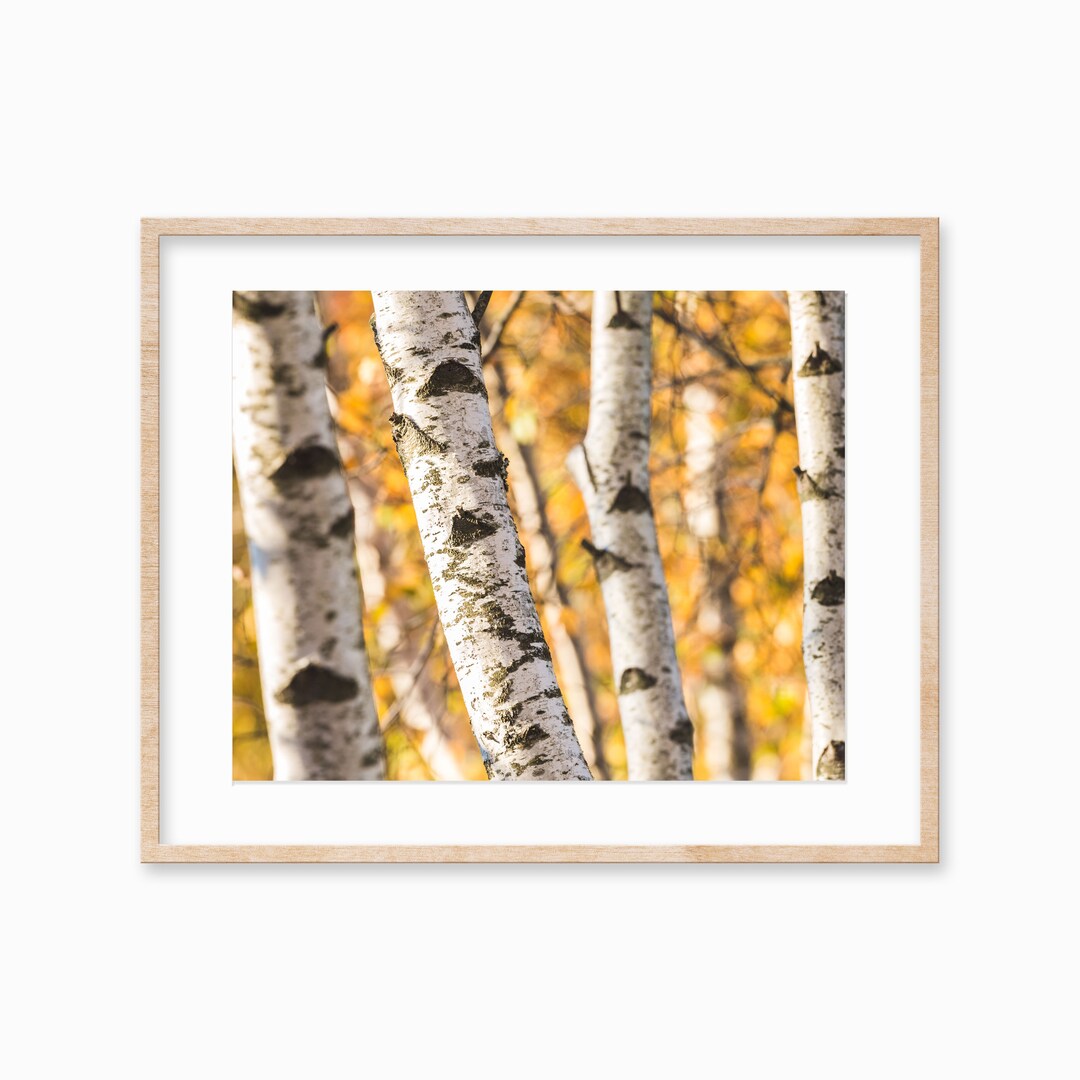 White Birch Tree Print - Fall Wall Art Framed - Nature Photography ...