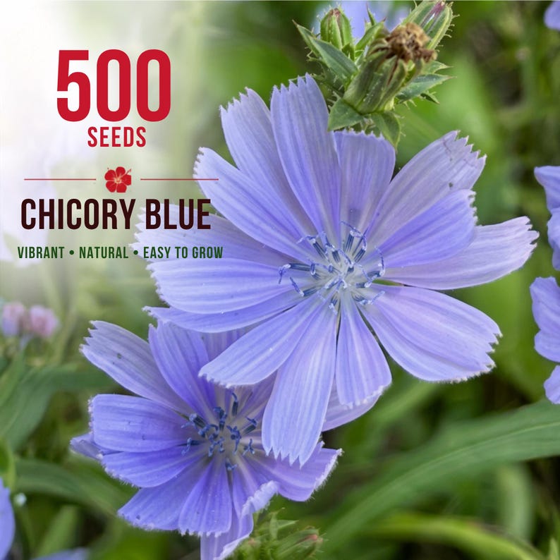 500 graines de chicorée | Cichorium intybus | Endives françaises ...