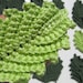 CROCHET PATTERN Leaf, Irish Crochet Leaves Pattern, Crochet Leaves ...
