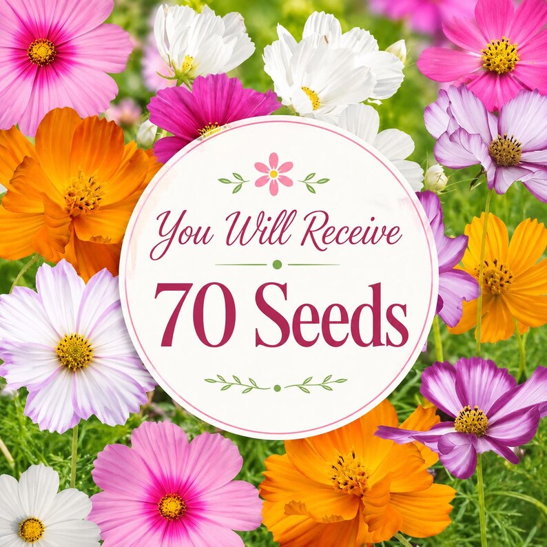 Cosmos Flower Seeds Mix, 70 Non-gmo Annual Blooms, Pollinator Garden ...