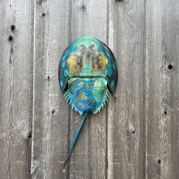 Horseshoe Crab - Etsy