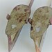 Pair Antique Metal Clamp on Ice Skates for Decor - Etsy