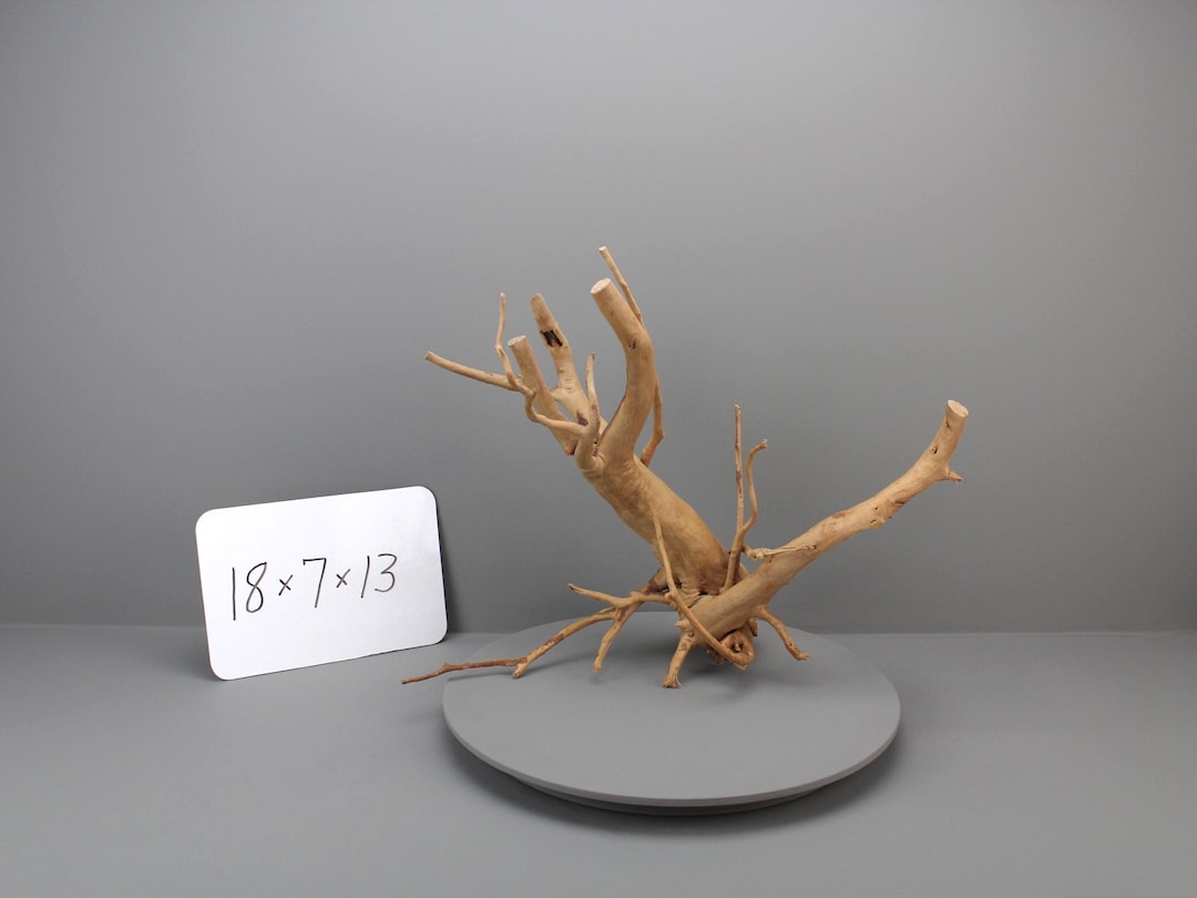 Natural Spiderwood Aquarium Branch for Aquascaping | Unique Driftwood ...