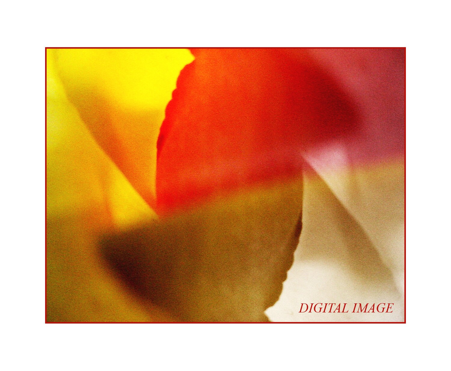 Butterfly Digital Altered Photography JPEG Image Instant - Etsy