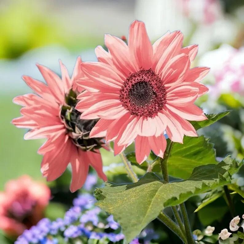 Pink Blush Sunflower Seeds – Rare Soft Pink Summer Blooms - Etsy