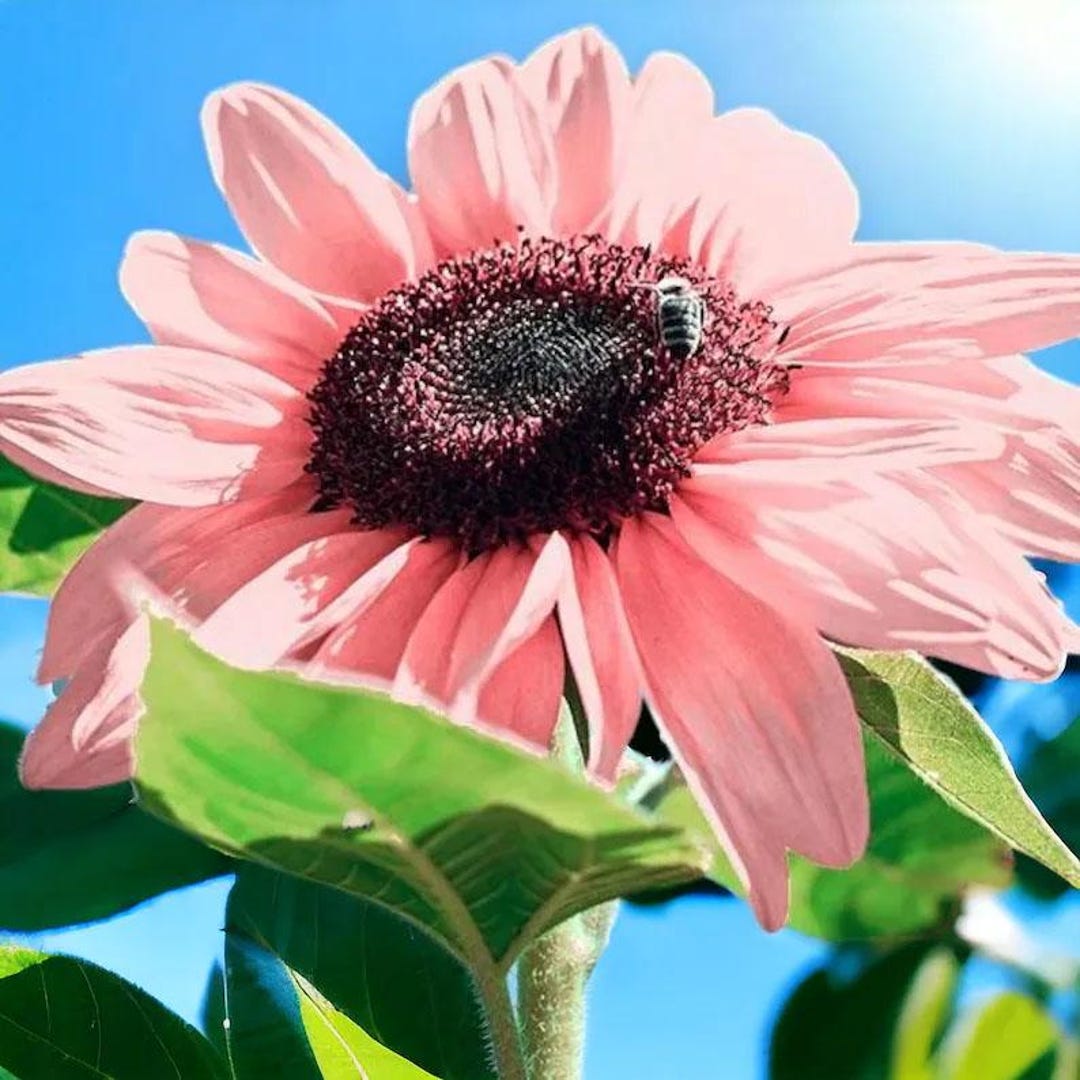 Pink Blush Sunflower Seeds – Rare Soft Pink Summer Blooms - Etsy