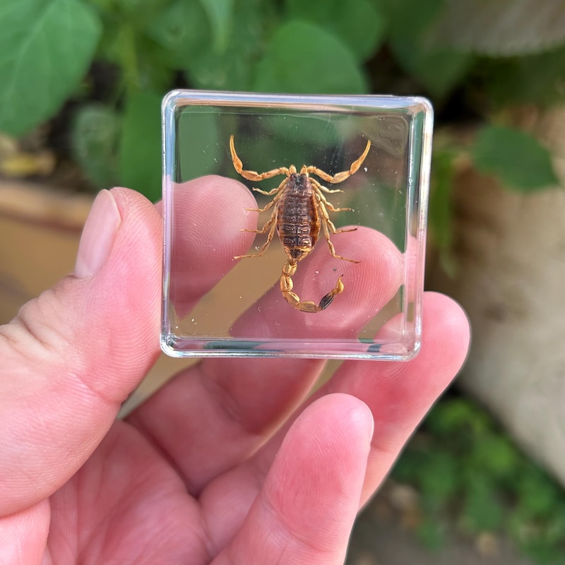Resin Insect Taxidermy - Etsy