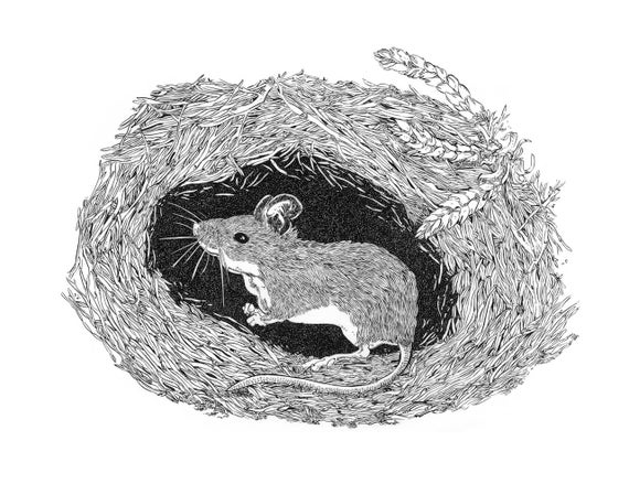The Wood Mouse A5 Illustrated Art-print Wall Decor. | Etsy