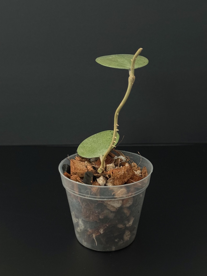 Hoya Verticillata (parasitica) Silver - Rooted - Etsy