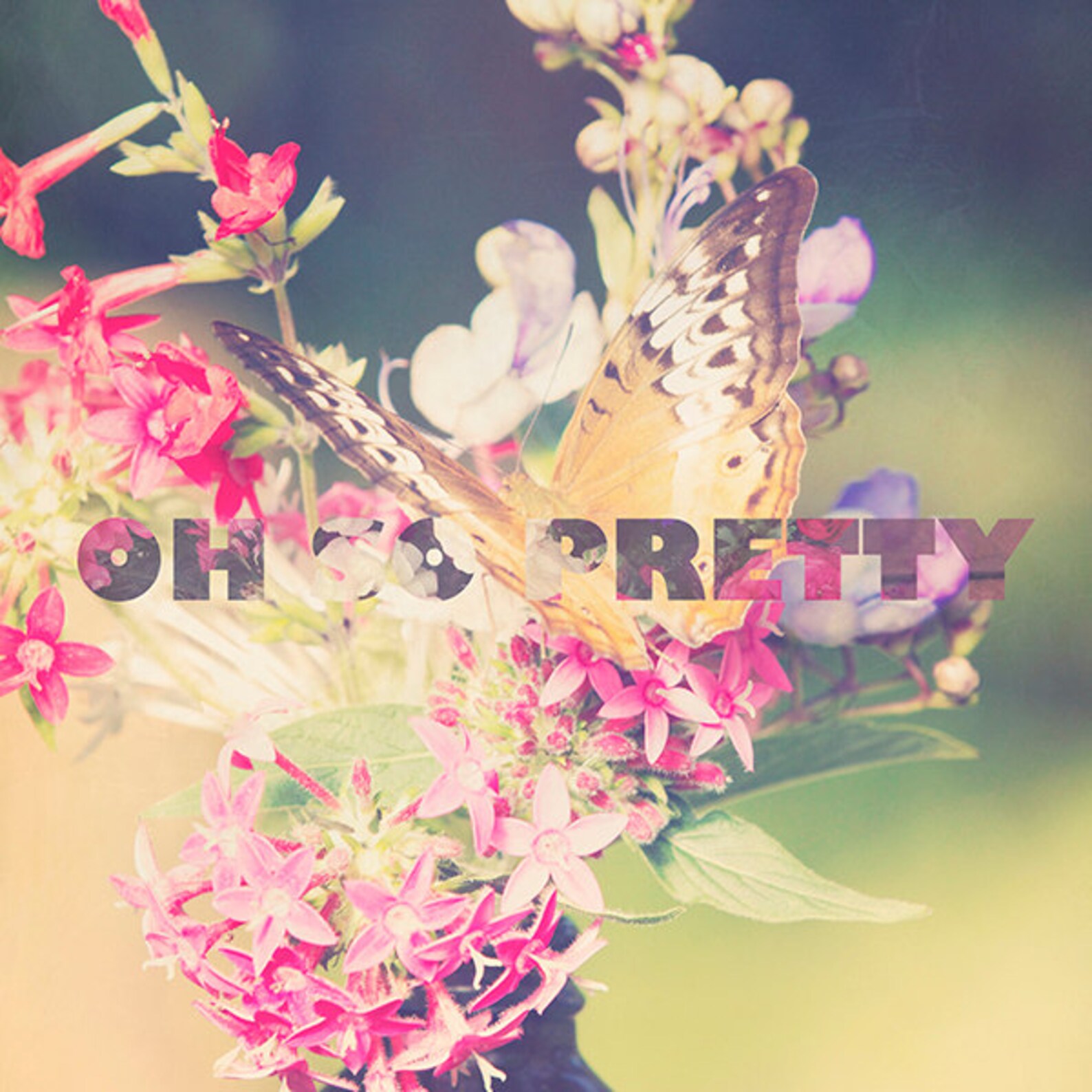 Oh so Pretty 10x10 Photograph Butterfly Fine Art Print Typography Pink ...