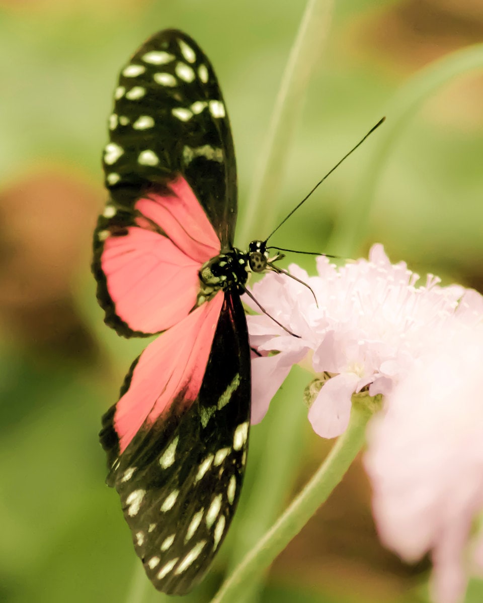 Bright Pink Butterfly 8x10 Photograph Fine Art Print Nature Nursery Art ...