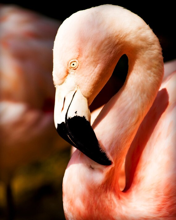 8x10 Photograph Beautiful Flamingo Fine Art Print | Etsy