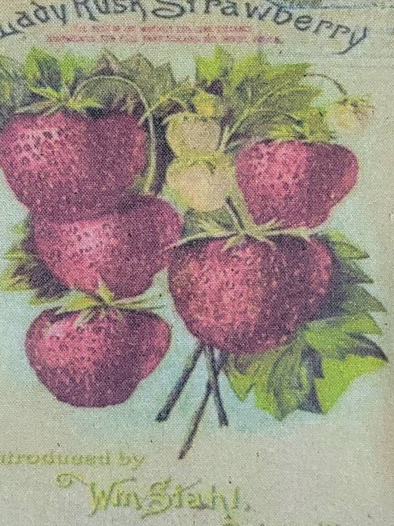 Primitive Fabric Strawberry Seed Packet Bowl Filler Tiered - Etsy