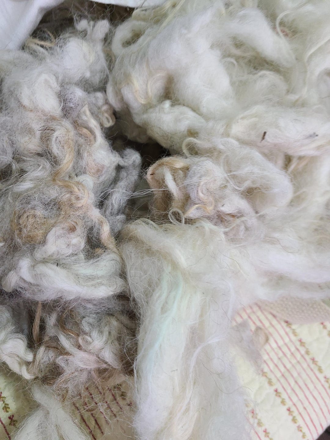 2 Ozs Long Staple Sheeps Merino Wool Natural White Some Veg Matter ...