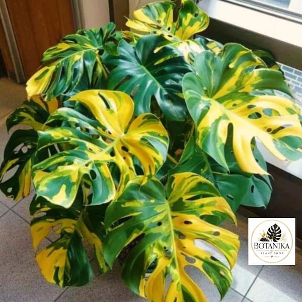 Rare Yellow Plants - Etsy UK