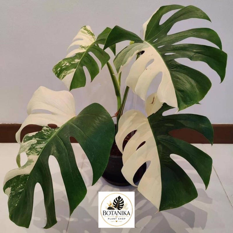 Tropical Tissue Culture - Etsy