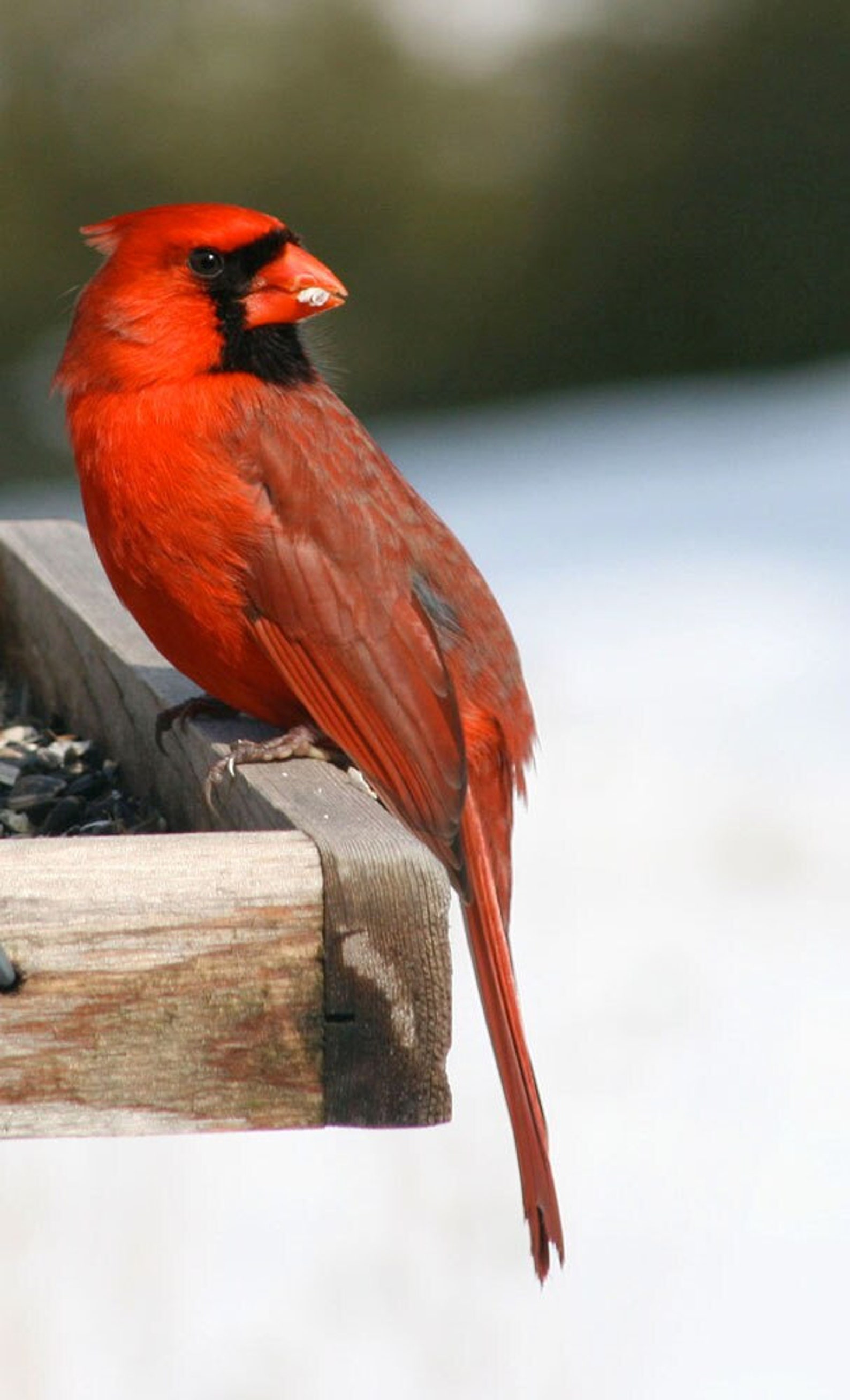 Cardinal (HOPE/ENCOURAGEMENT) / Cardinal/ Red Bird/ Blank Card With ...