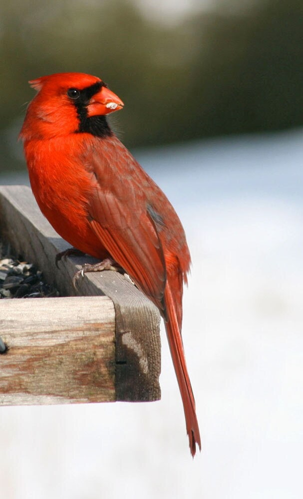 Cardinal (HOPE/ENCOURAGEMENT) / Cardinal/ Red Bird/ Blank Card With ...