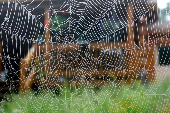 Spider Web NATIVE AMERICAN QUOTE /earth Day/ Web of Life / - Etsy