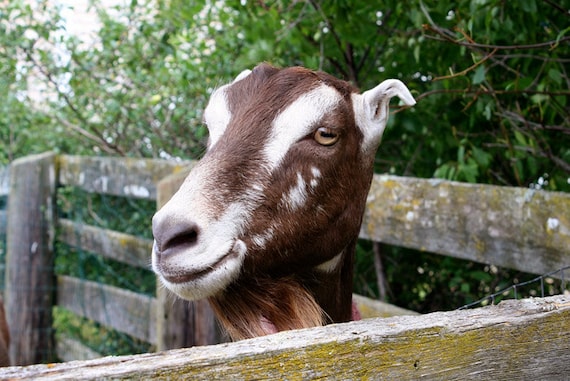 Smiling Farm Animals