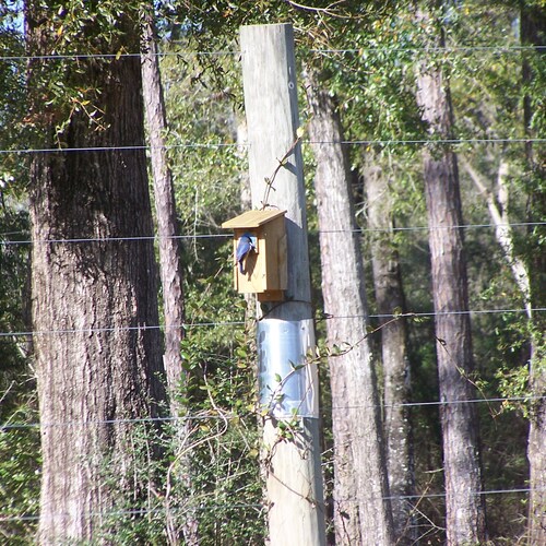 Chickadee & Nuthatch Nest Box Bird House | Etsy
