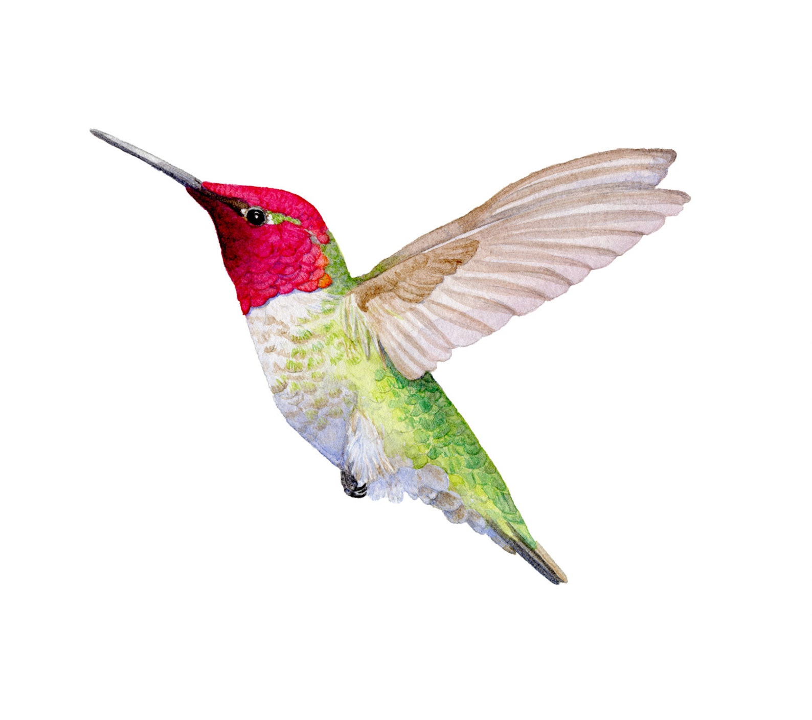 Anna's Hummingbird Watercolor Bird Art by Lore Ruttan 5x7 - Etsy Denmark