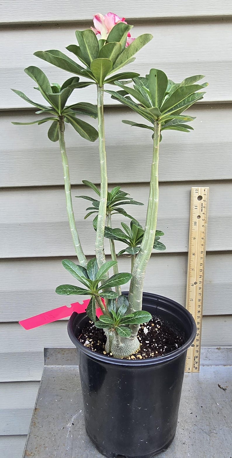Exotic Desert Rose Plant (#b18)/adenium/rosa Del Desierto/original/from ...