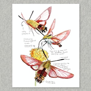 Hummingbird Moth Art Print - Etsy