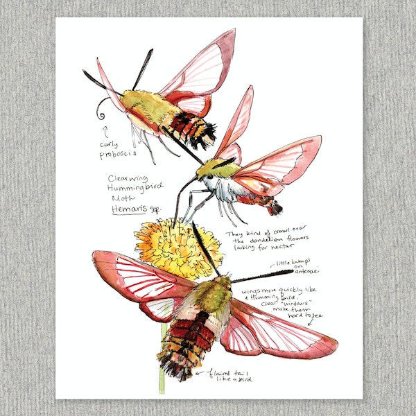 Hummingbird Moth - Etsy