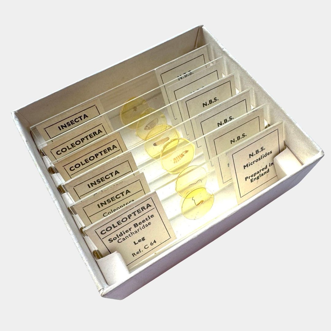 NBS Microslides, Circa 1960s, Six Slides, Beetle Parts. - Etsy