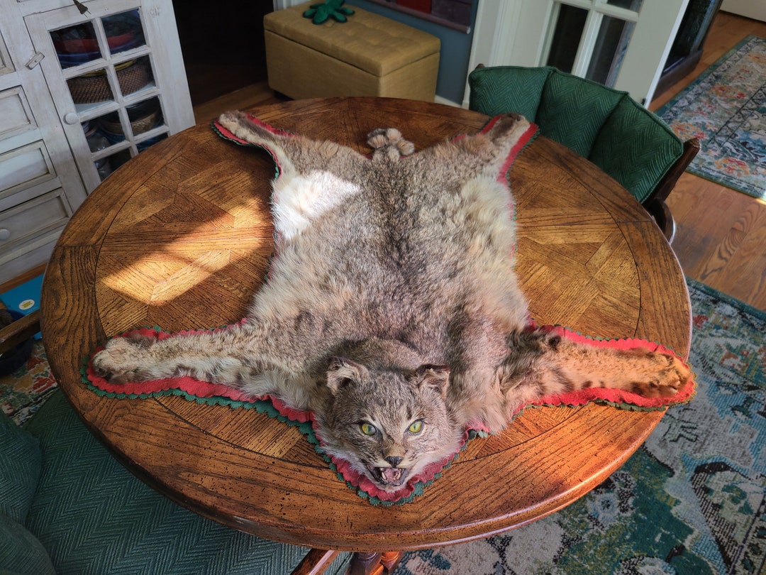 1950's Vintage Full Body Bobcat Pelt Rug Authentic Original Oddities ...