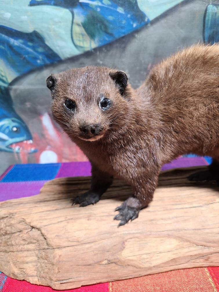 Soft Vintage Full Body American Mink Taxidermy Mount Oddities - Etsy