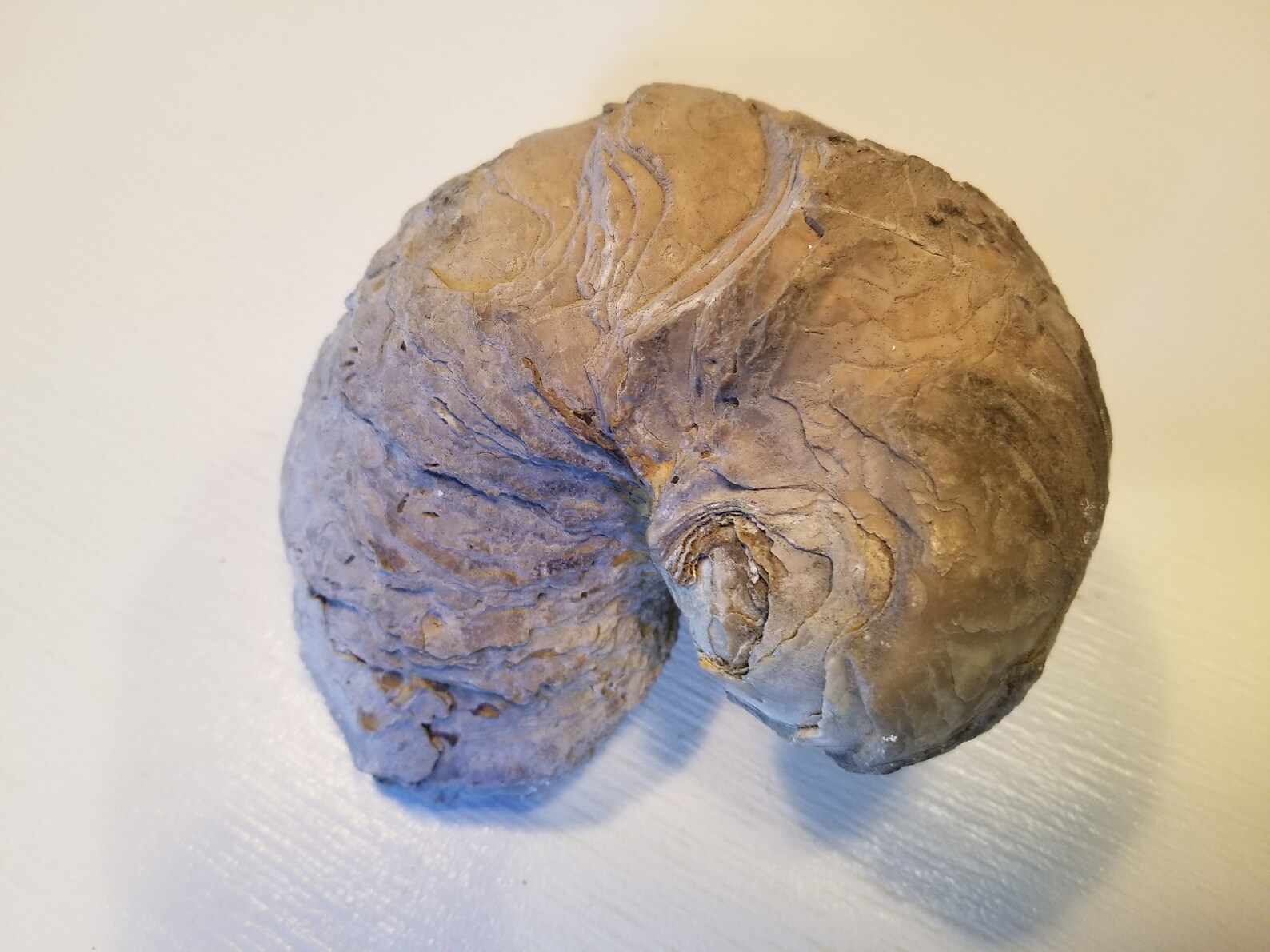 Large Original Shell Material Exogyra Ponderosa Cretaceous Oyster ...