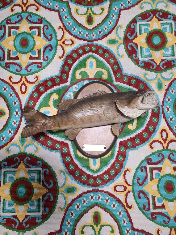 1980's Taxidermy Fish Wall Mount Ready to Hang in Your | Etsy