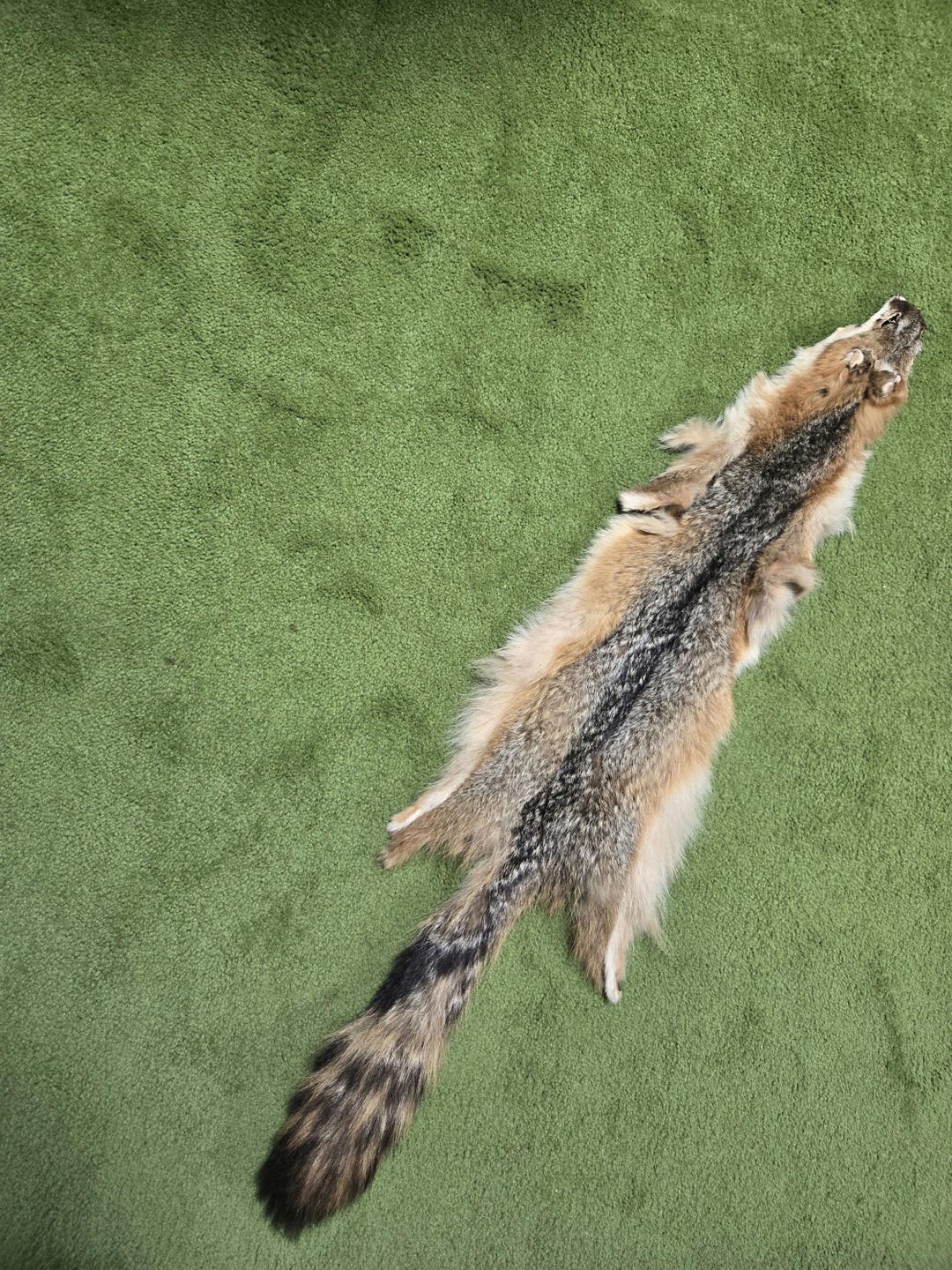 Vintage Beautiful Fox Pelt Authentic Original Oddities Taxidermy - Etsy