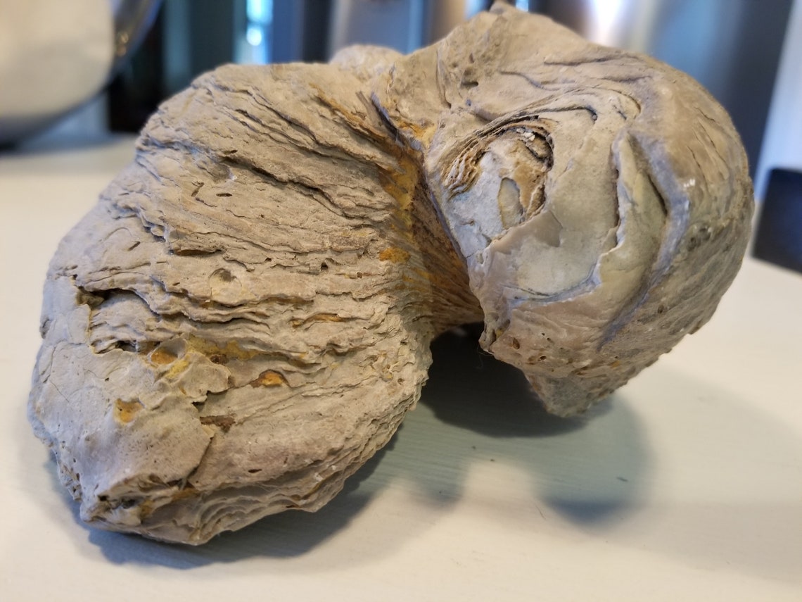 Large Original Shell Material Exogyra Ponderosa Cretaceous - Etsy