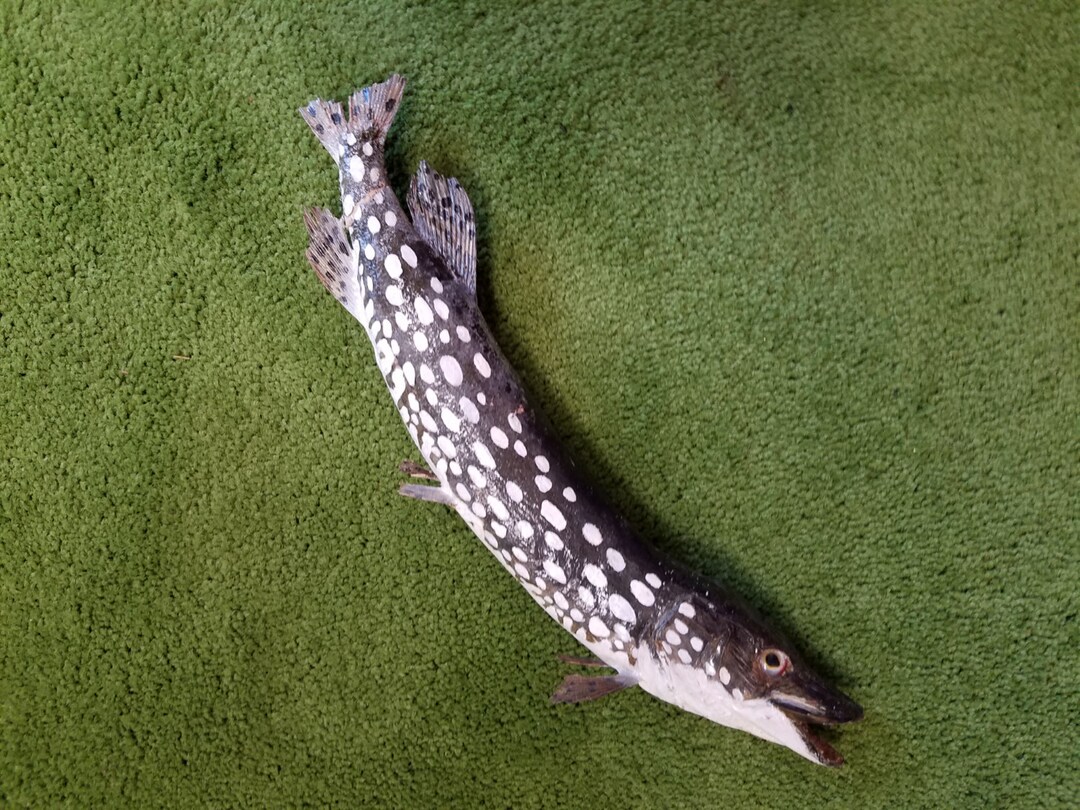 Circa 1950 Folk Art Taxidermy Hand Painted Pike Fish Ready to Hang Lake ...