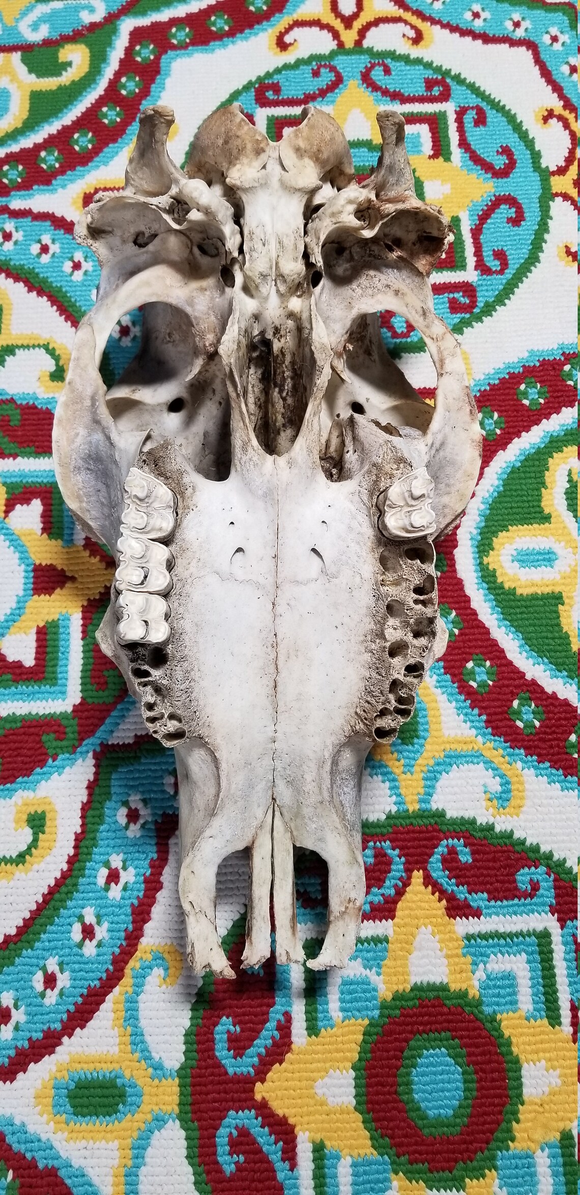 Vintage Bovine Angus Cow Animal Skull Natural Death from | Etsy