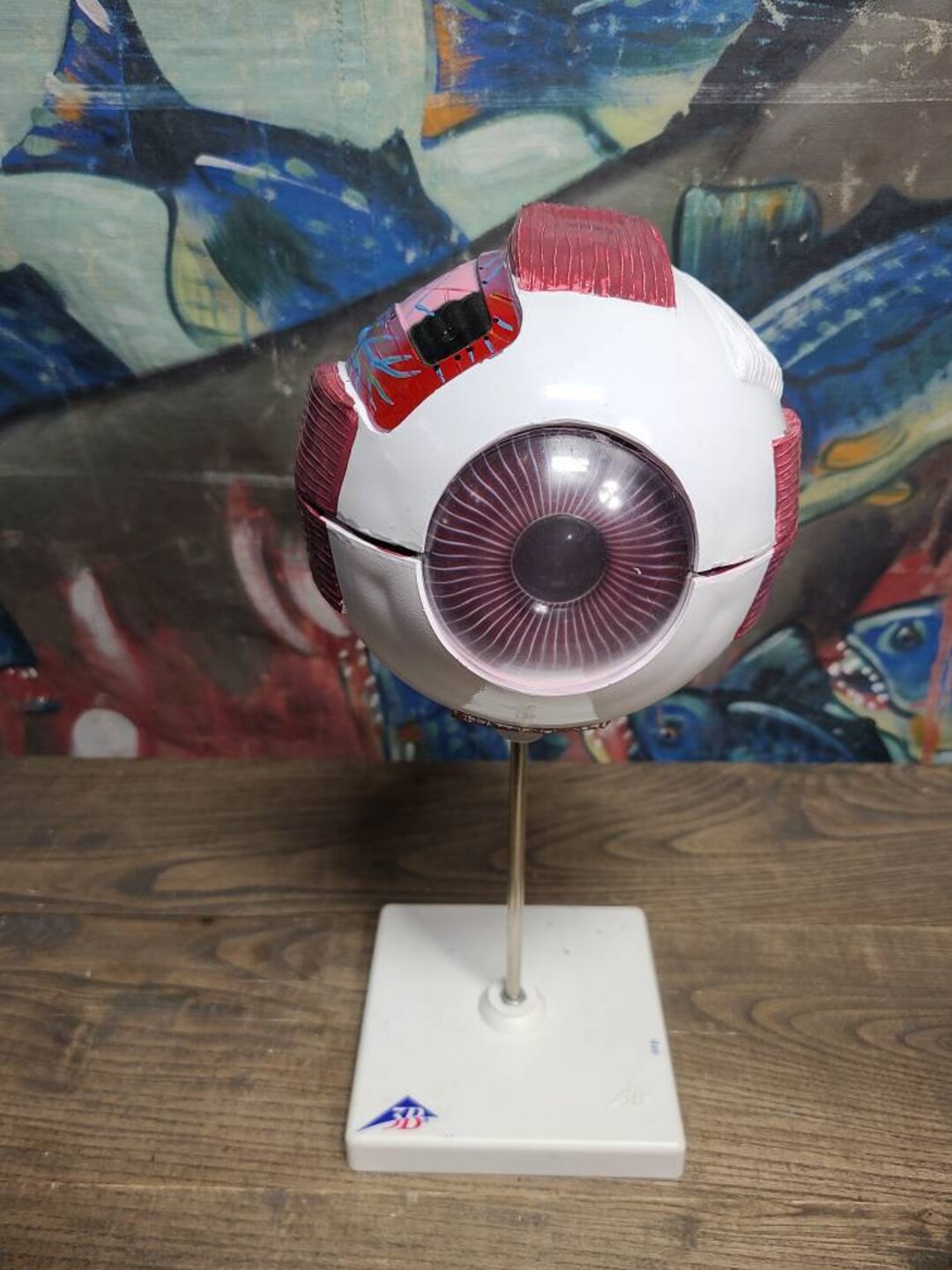 Vintage 3B Scientific Human Eyeball Model 5x Full Size - Etsy