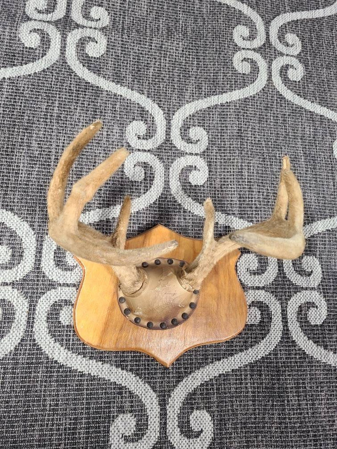 1940's Vintage Fuzzy Deer Horns Mounted Authentic Original Oddities ...