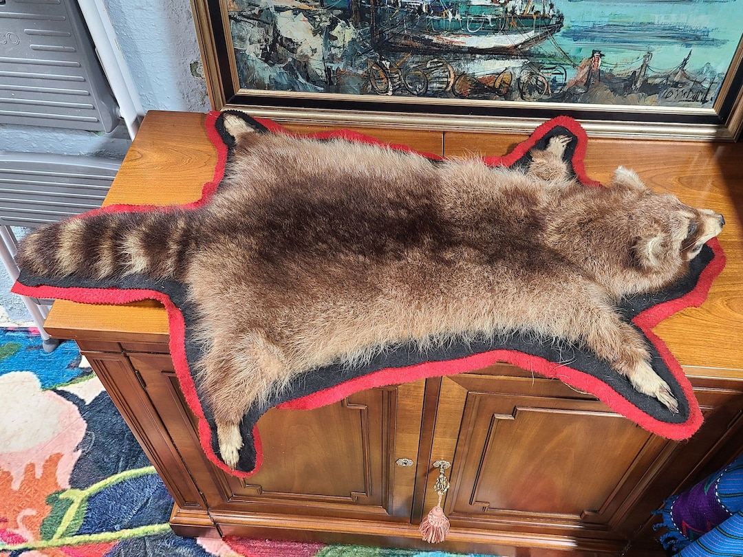 1950's Vintage Full Body Racoon Pelt Rug Authentic Original Oddities ...