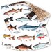 Lovey: Freshwater Fish. Baby Lovey. Minky. Lovey for Babies. Baby ...