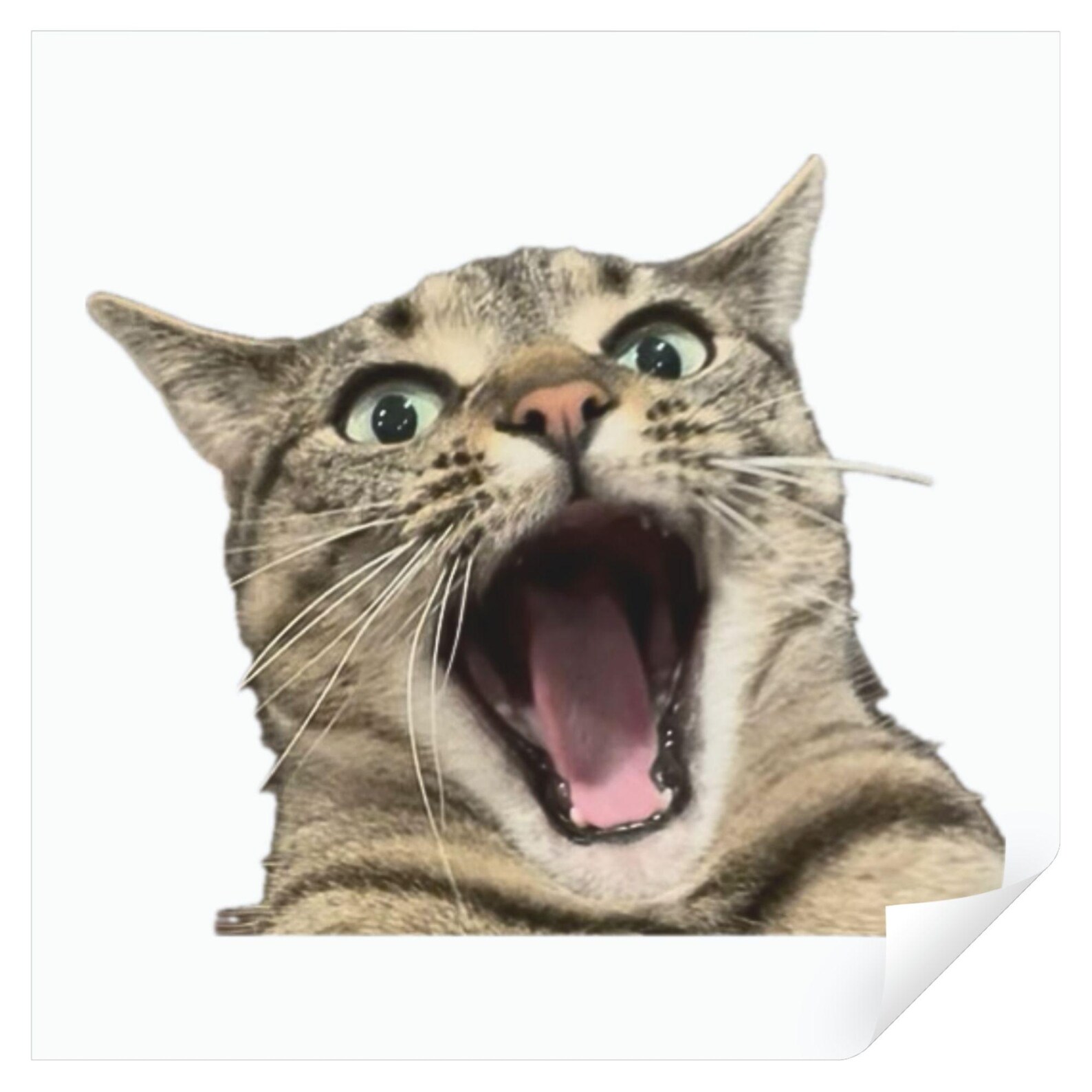 Tabby Cat Meme Digital Sticker for Laptop, Water Bottle - Pet Lover ...