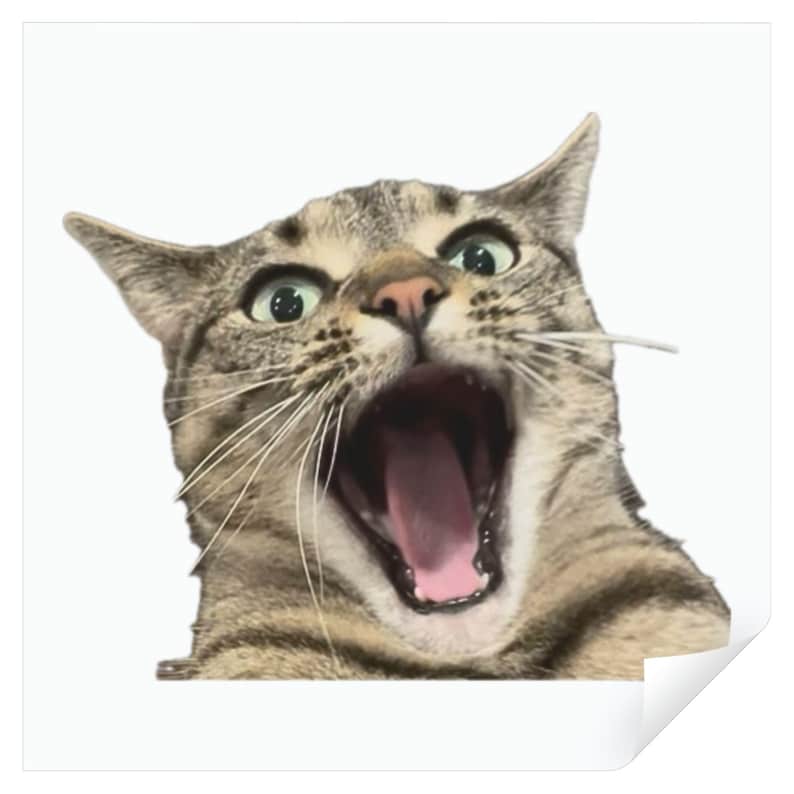 Tabby Cat Meme Digital Sticker for Laptop, Water Bottle - Pet Lover ...