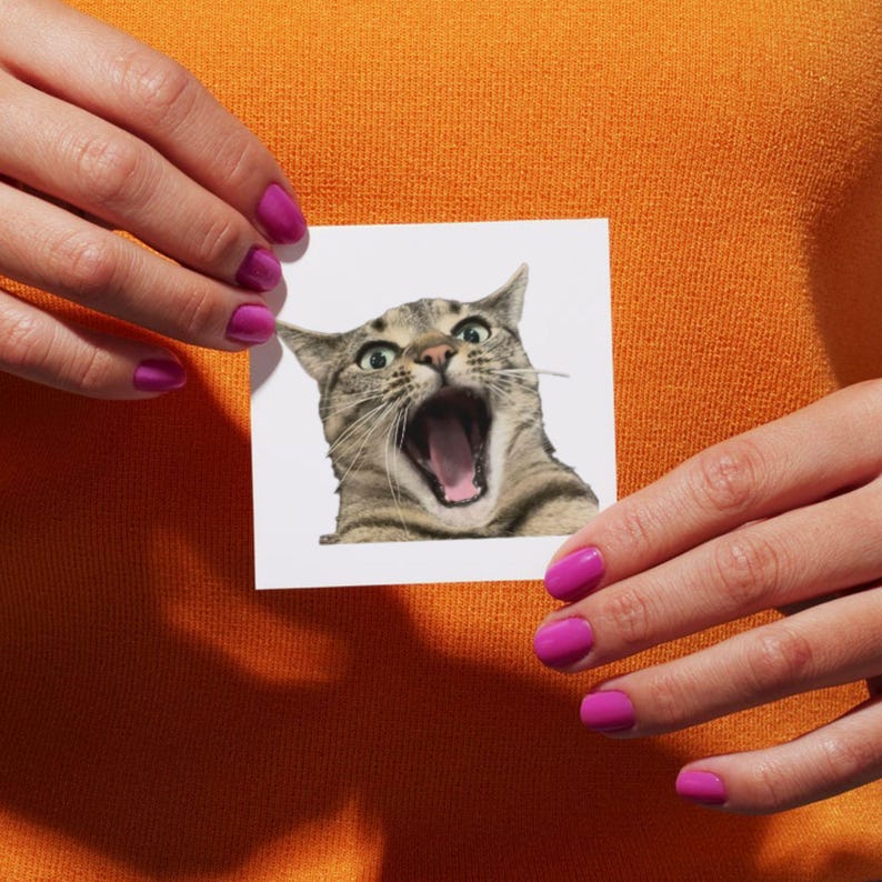 Tabby Cat Meme Sticker, Cat Sticker for Laptop, Water Bottle, Phone ...