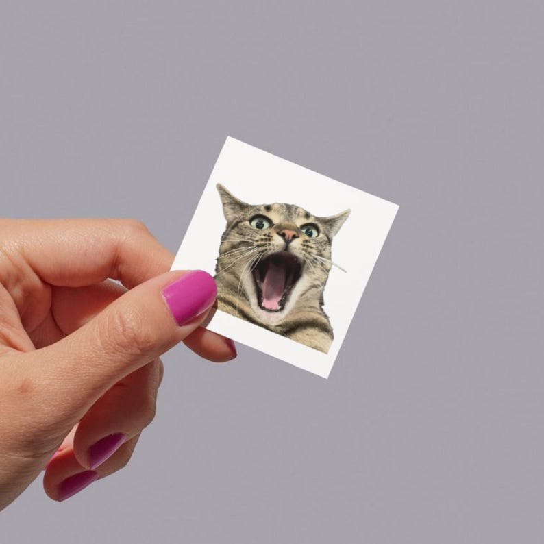 Tabby Cat Meme Sticker, Cat Sticker for Laptop, Water Bottle, Phone ...