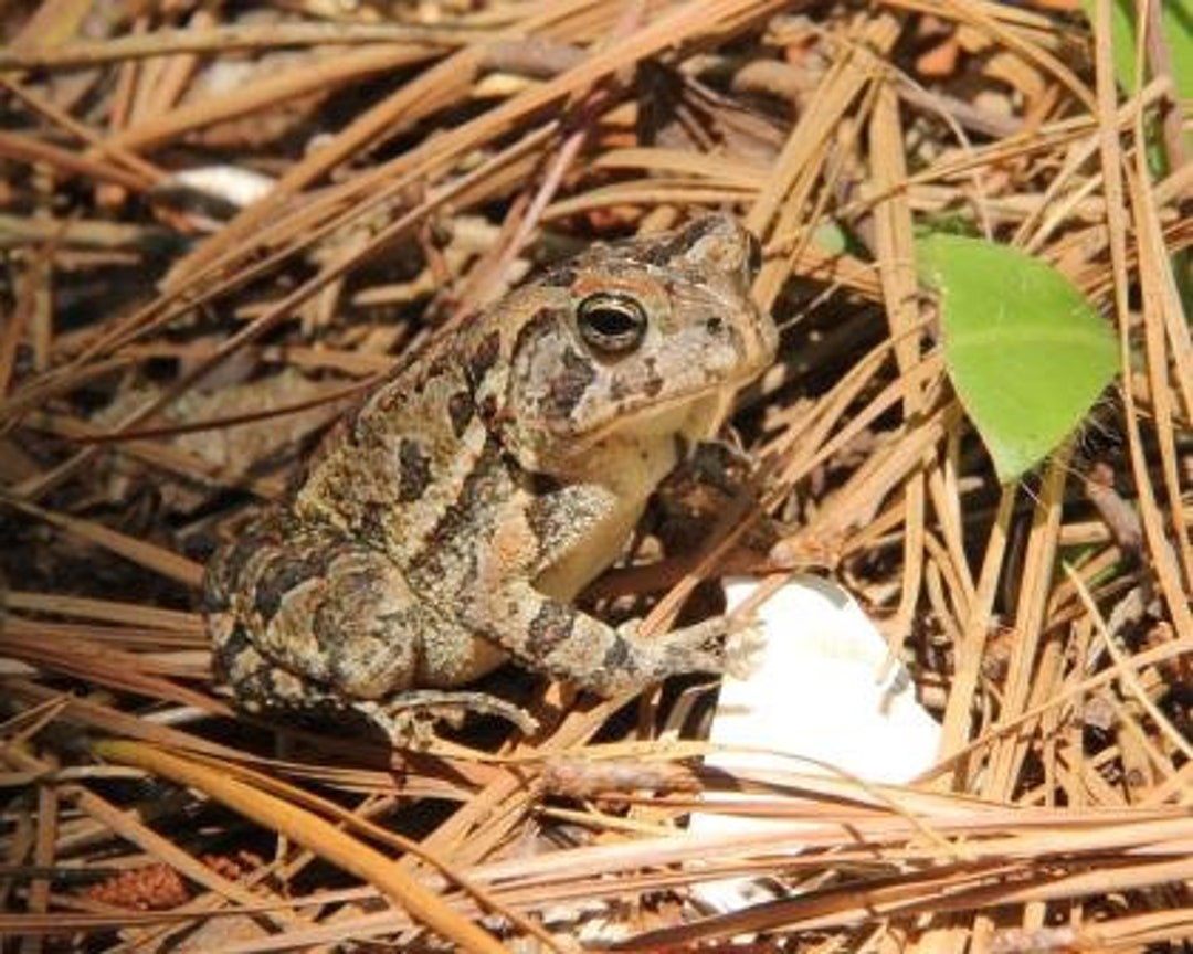 8x10 fowler's Toad Photograph Shows Mimicry - Etsy