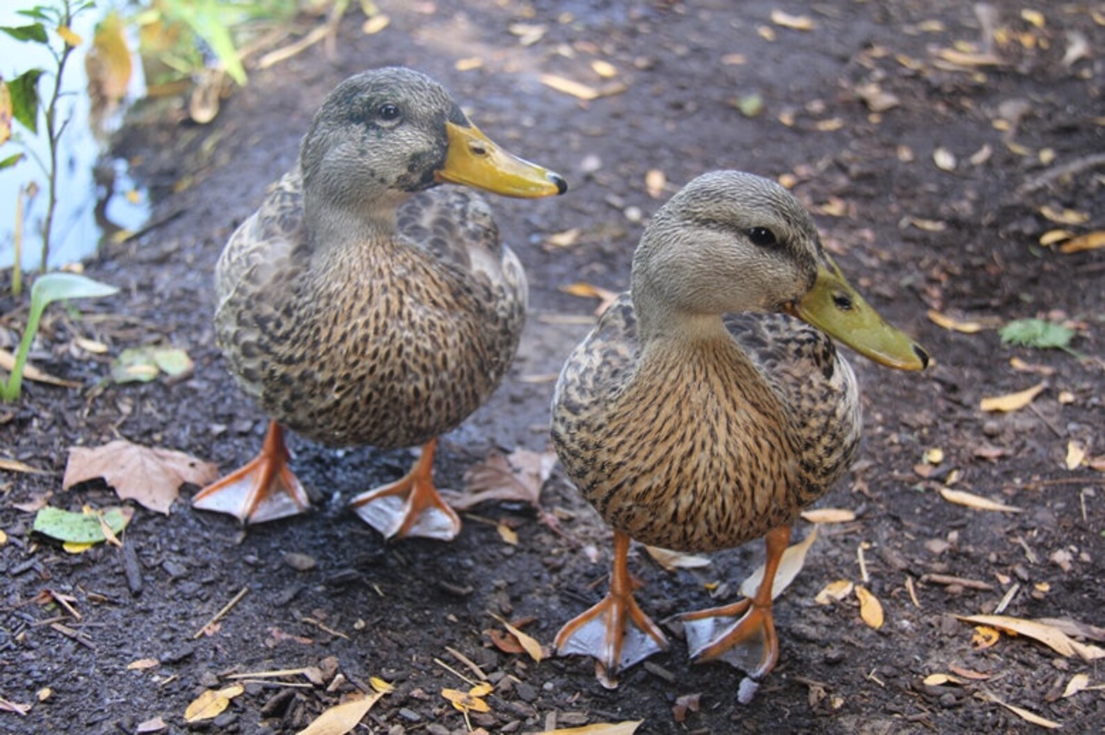 Sister Ducks 8x10 Photo - Etsy